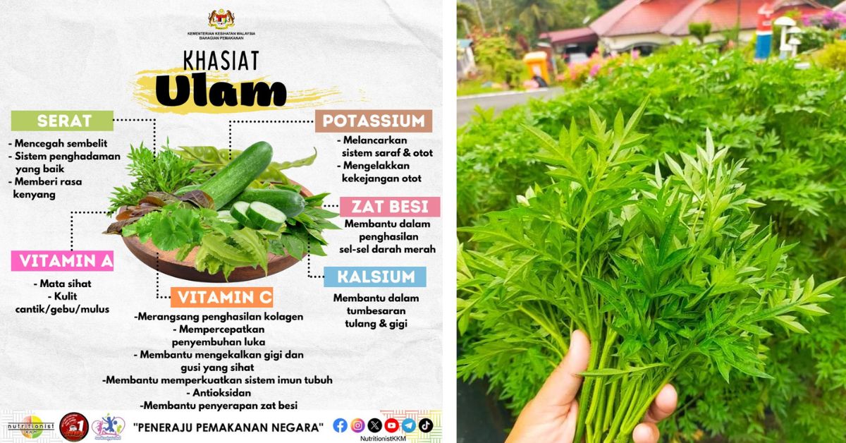 Khasiat Ulam: Pegaga, Ulam Raja dan Pucuk Gajus