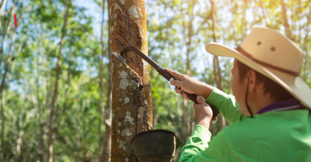 Bantuan Tanam Semula RISDA (Pokok Getah)
